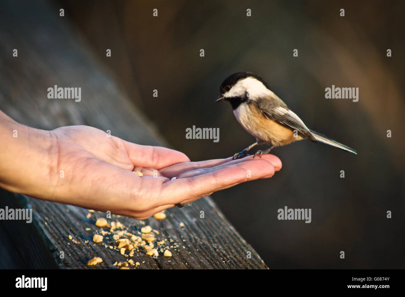 Bird on Hand Stock Photo - Alamy