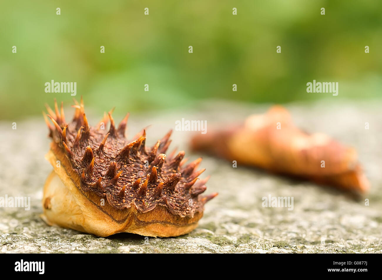 Chestnut spiky shell hi-res stock photography and images - Alamy