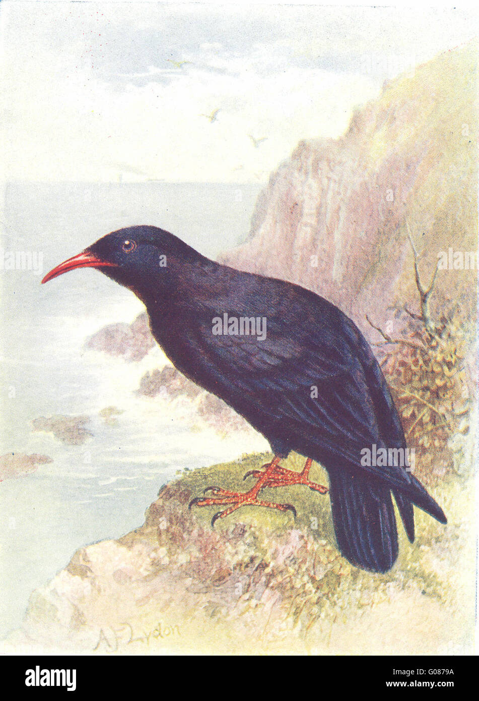 BIRDS: Chough , antique print 1901 Stock Photo - Alamy