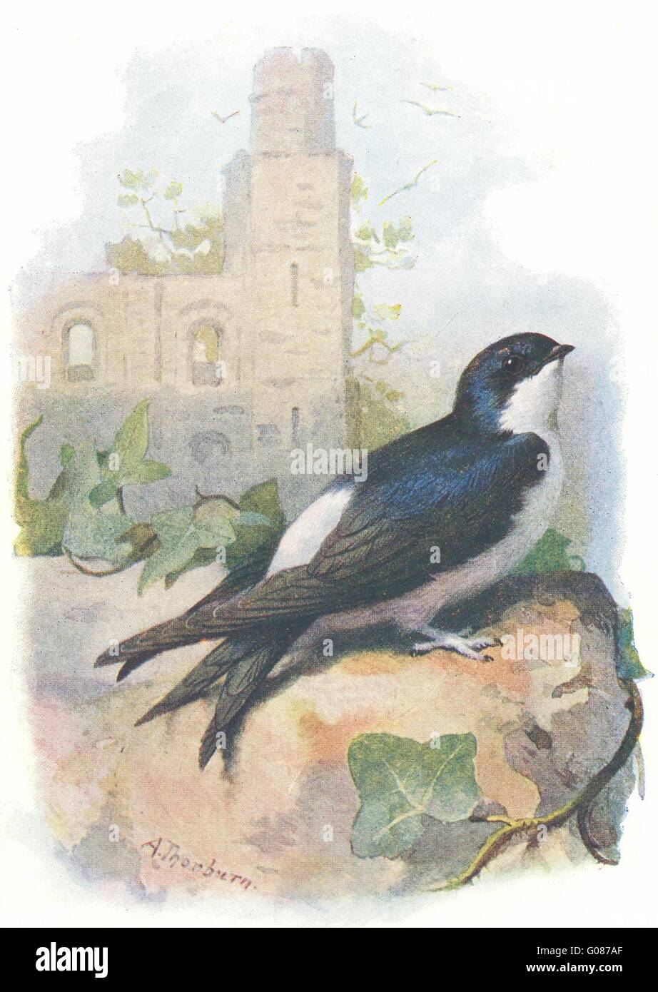 BIRDS: Martin , antique print 1901 Stock Photo - Alamy