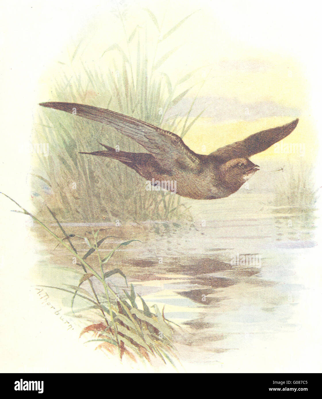 Swift birds hi-res stock photography and images - Alamy