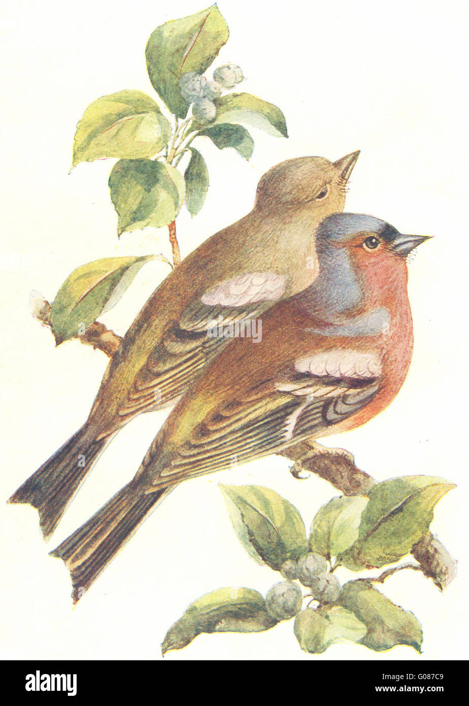 BIRDS: Chaffinch , antique print 1901 Stock Photo - Alamy