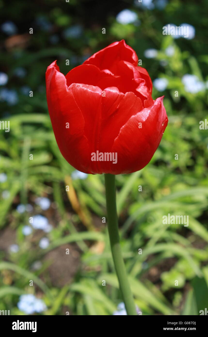 Edel tulip hi-res stock photography and images - Alamy