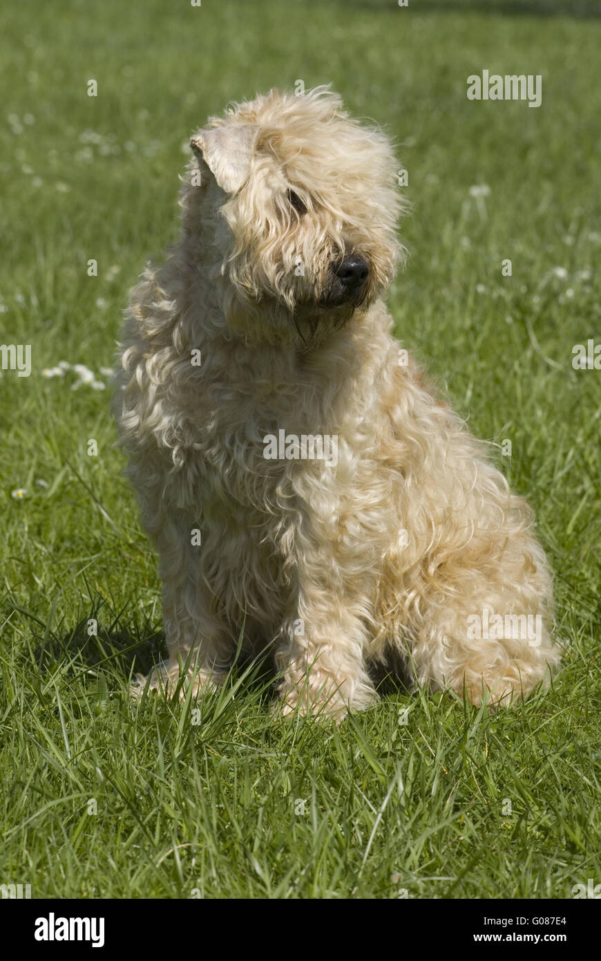Irish soft coated wheaten Terrierauf Wiese Stock Photo - Alamy