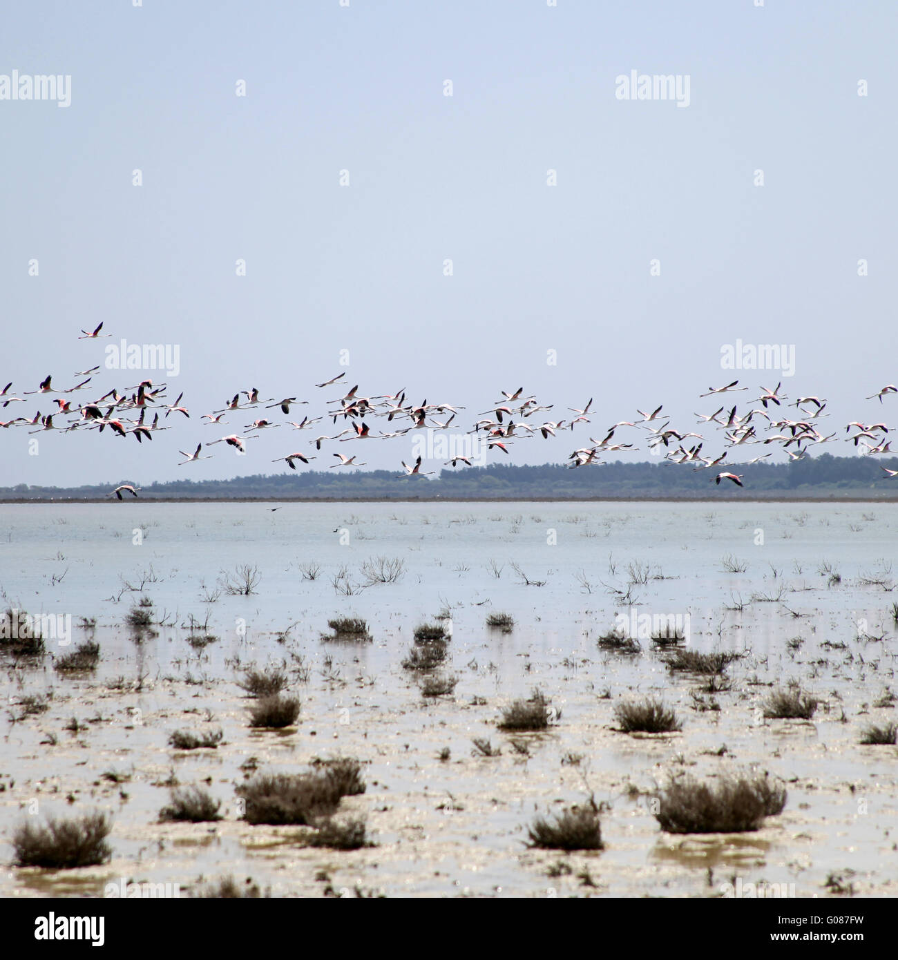Greater Flamingos in flight over Salt Lake in the Cyprus Stock Photo ...