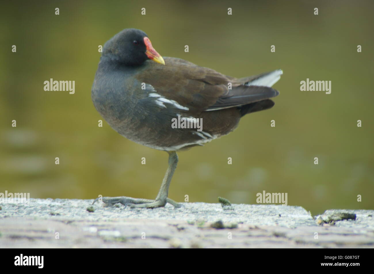 Swamp chicken hi-res stock photography and images - Alamy
