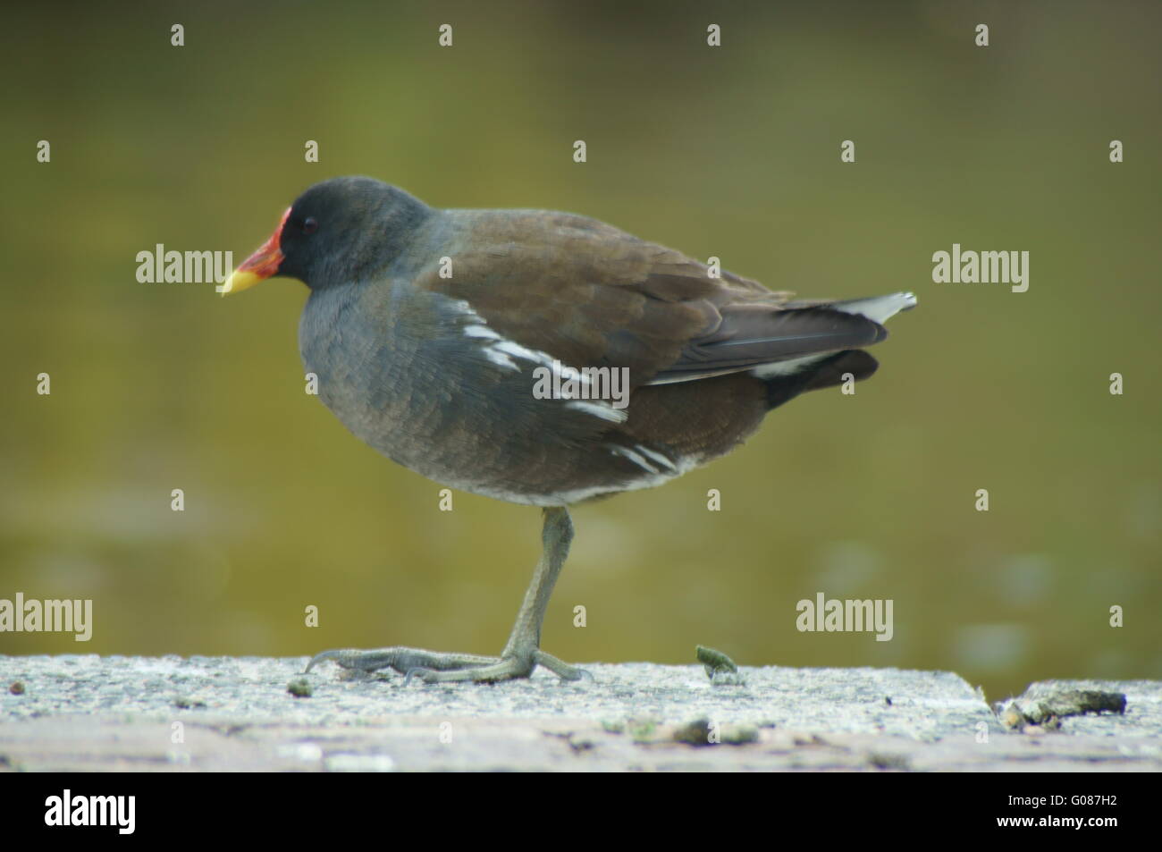Swamp chicken hi-res stock photography and images - Alamy