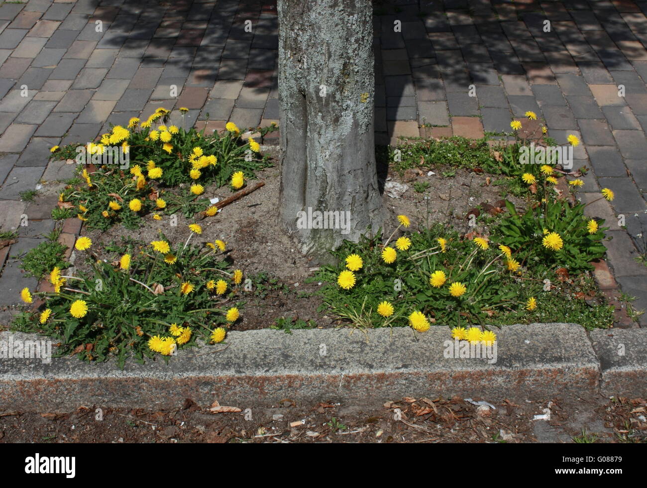 Of road with yellow flowers and tree Stock Photo - Alamy