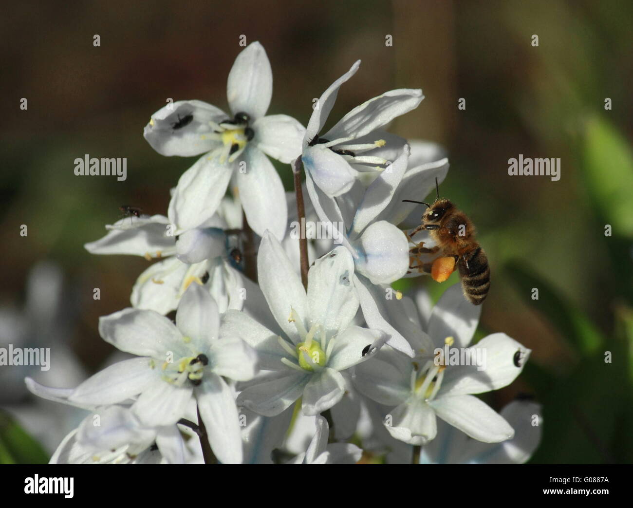 Bee on Flower Striped Squill Stock Photo - Alamy