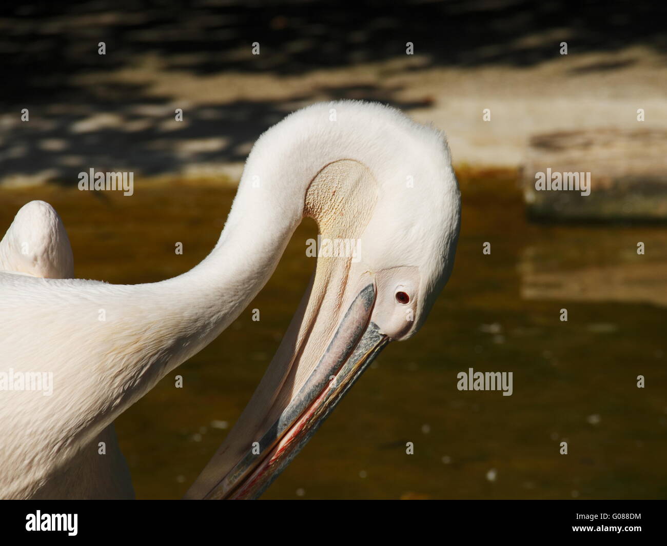 Pelican icon hi-res stock photography and images - Alamy