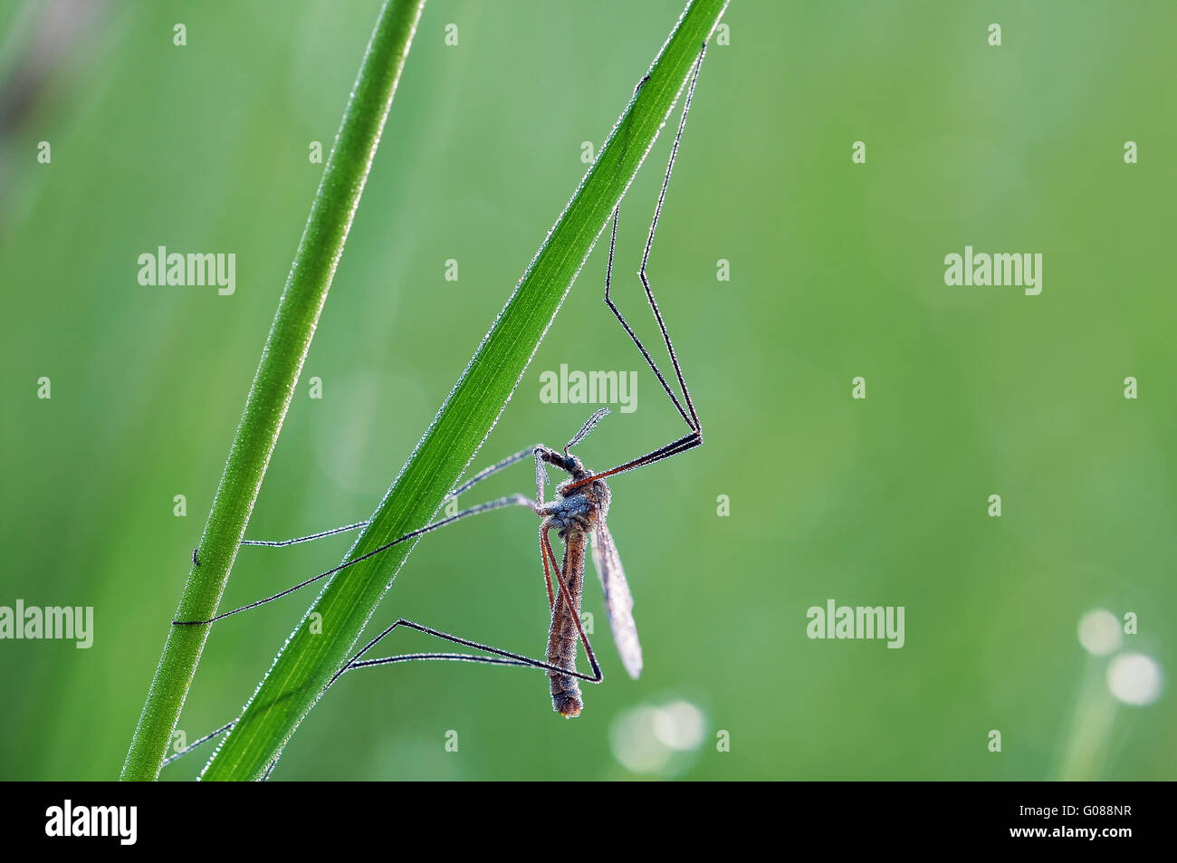 Tipulidae mosquito hi-res stock photography and images - Alamy