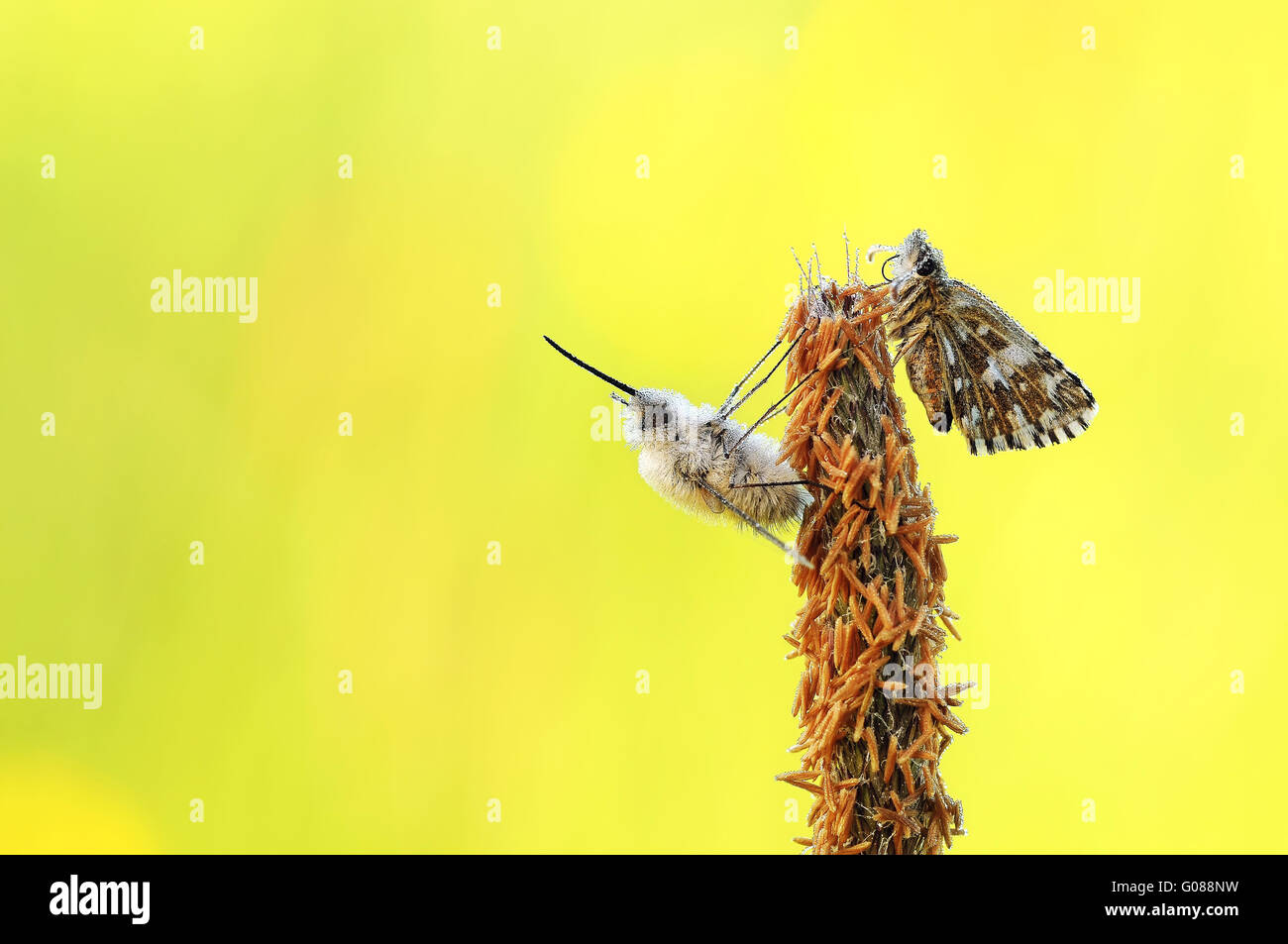 grizzled skipper and bee flies Stock Photo - Alamy