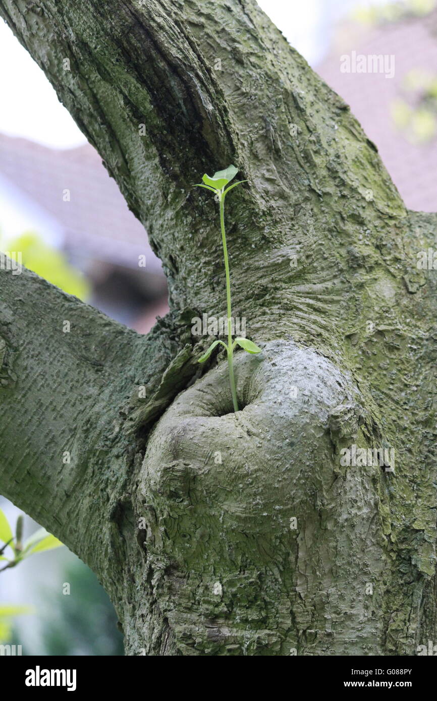 branch in the branch Stock Photo - Alamy