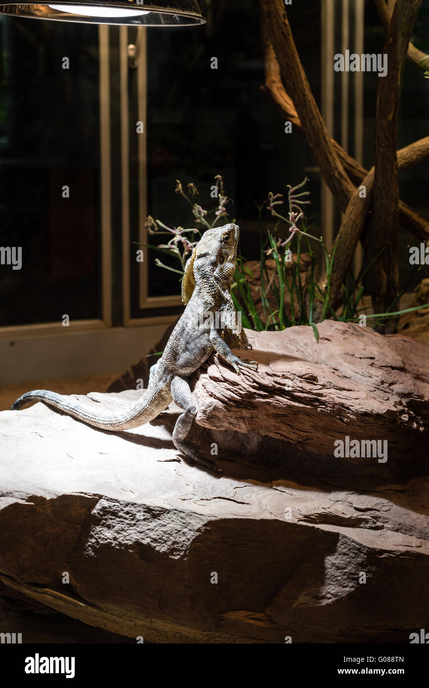 Leguan lizard hi-res stock photography and images - Alamy