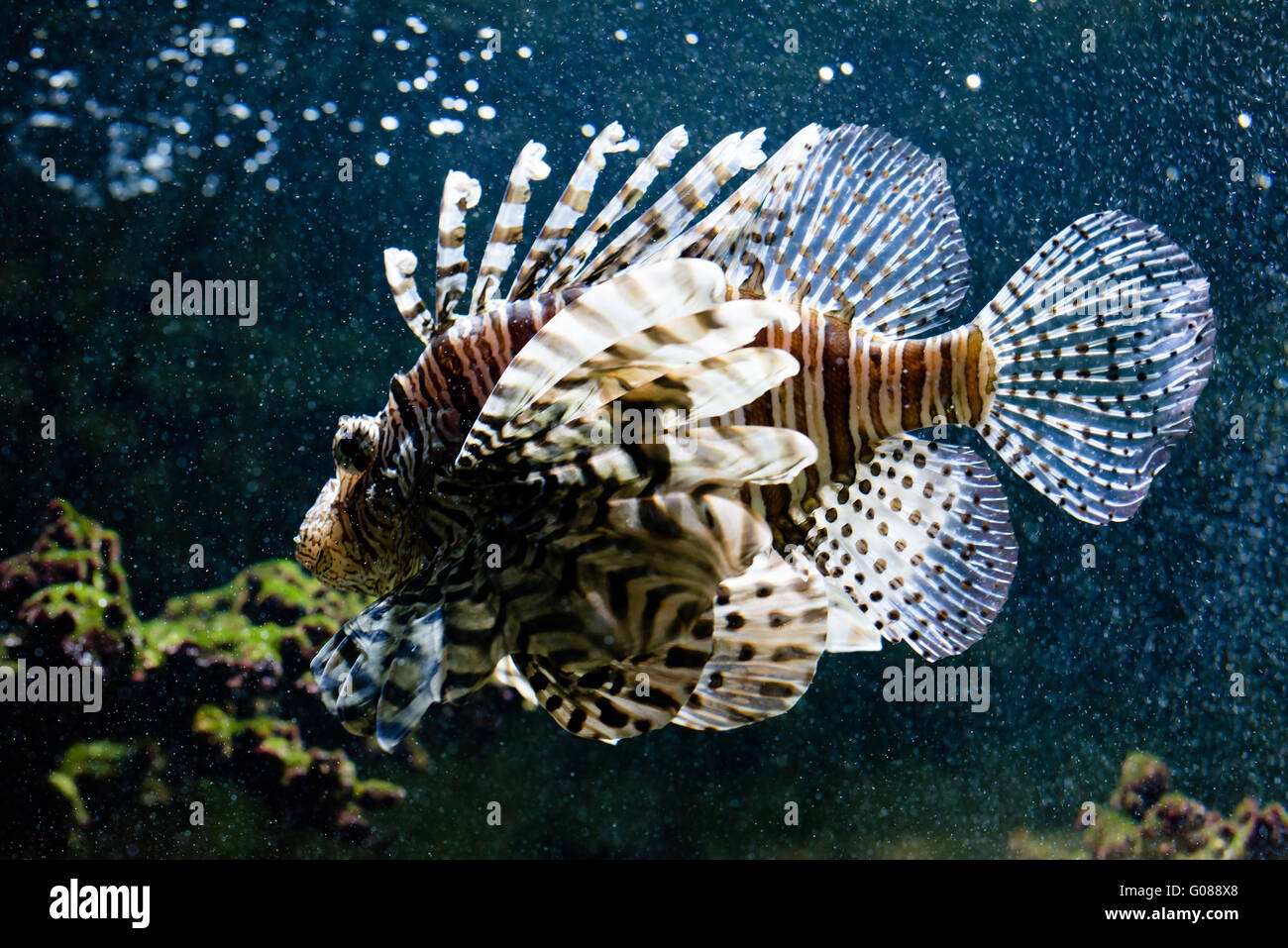 Common lionfish portrait Stock Photo - Alamy