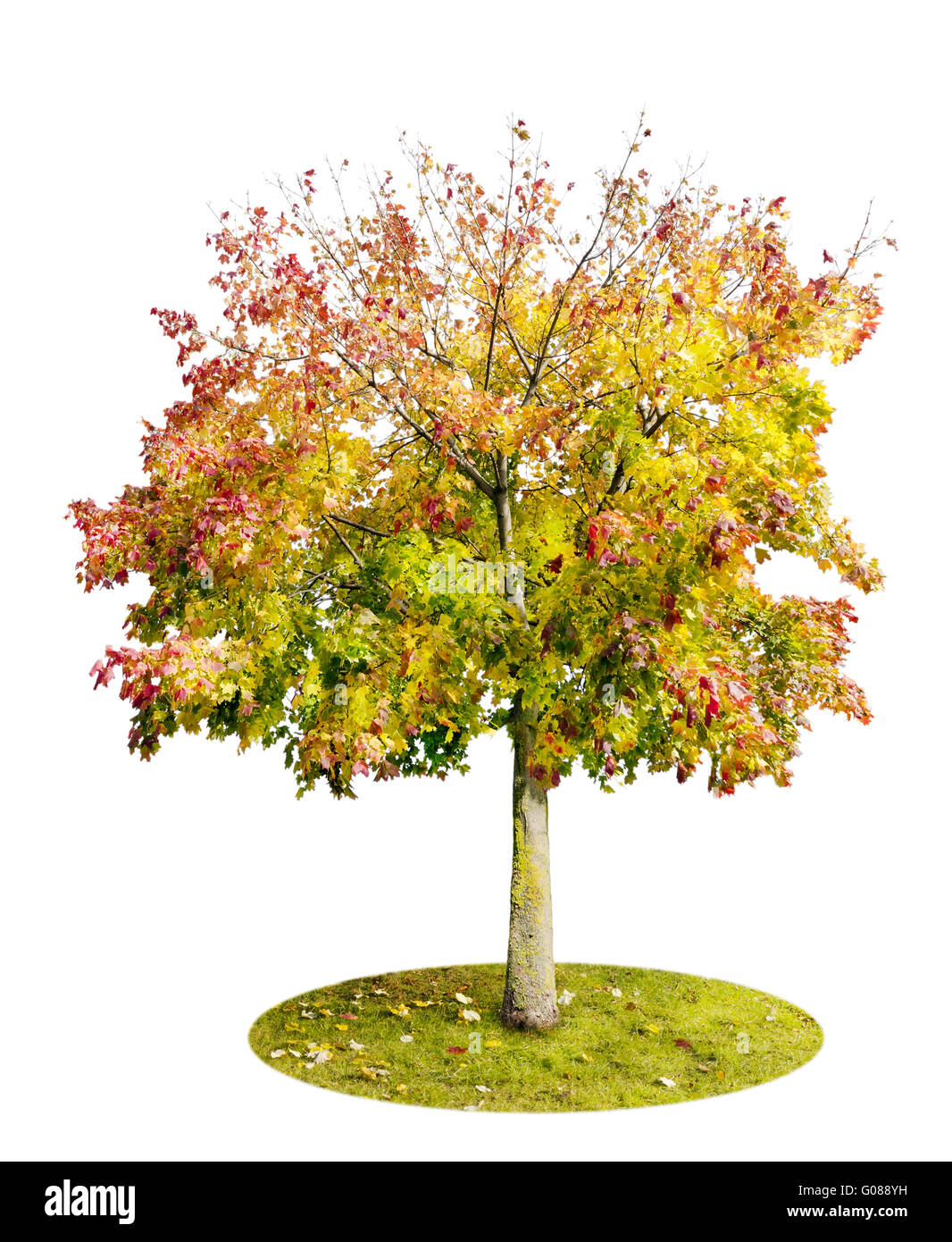 The lonely isolated autumn Maple tree Stock Photo - Alamy