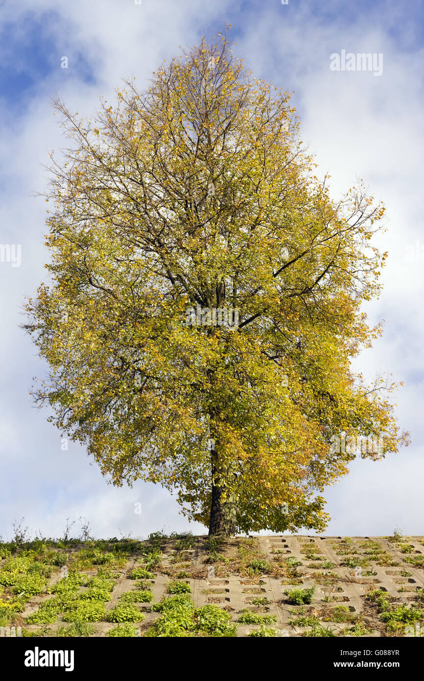 Stem sunny hi-res stock photography and images - Alamy