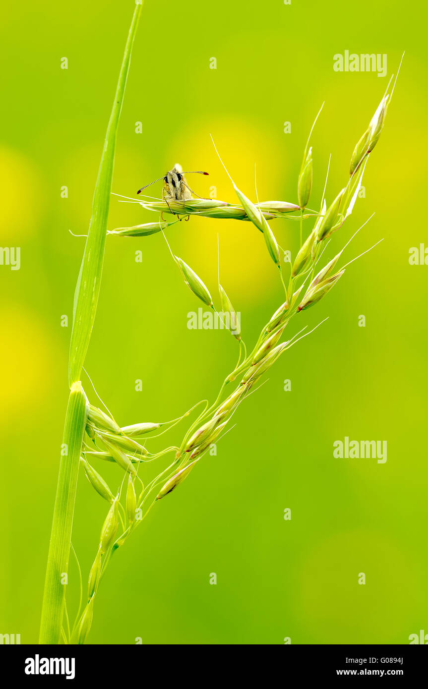 grizzled skipper looking Stock Photo - Alamy