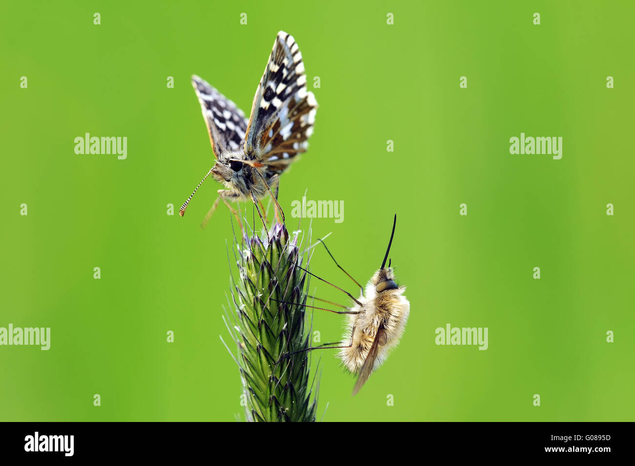 Hexapods hi-res stock photography and images - Alamy