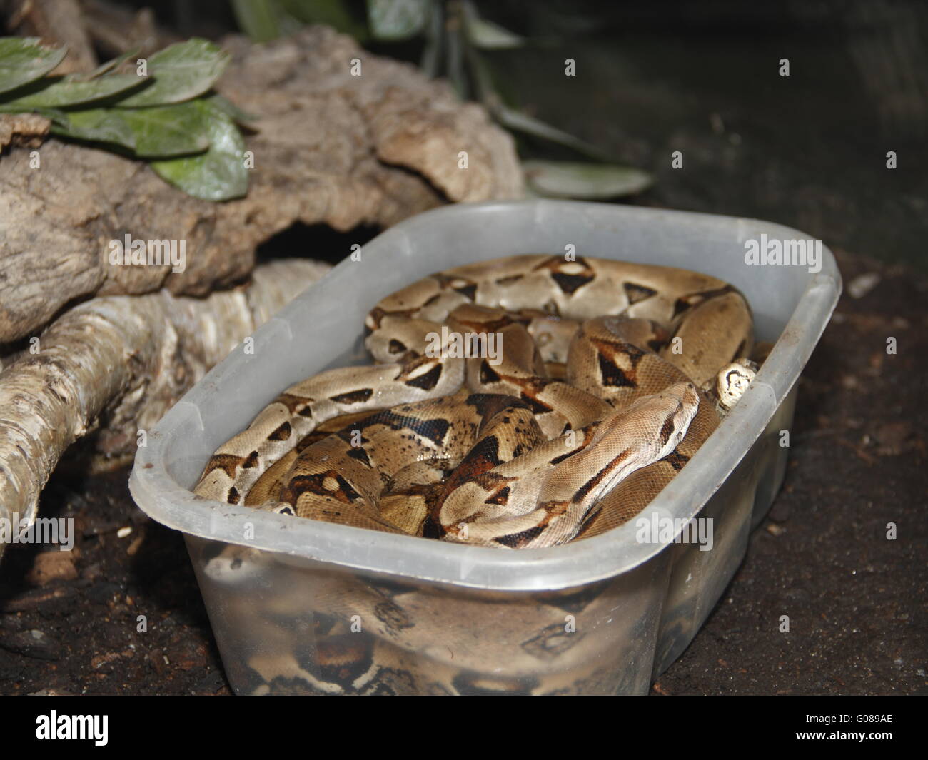 Python snake eat hi-res stock photography and images - Alamy