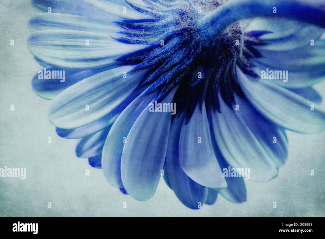 feel so blue Stock Photo - Alamy