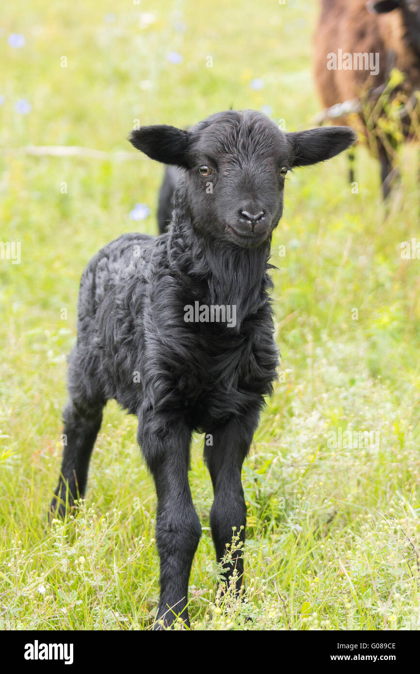 Lamb smell hi-res stock photography and images - Alamy