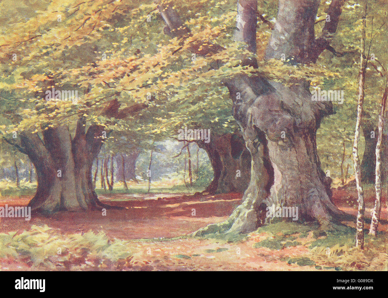 Burnham beeches buckinghamshire hi-res stock photography and images - Alamy