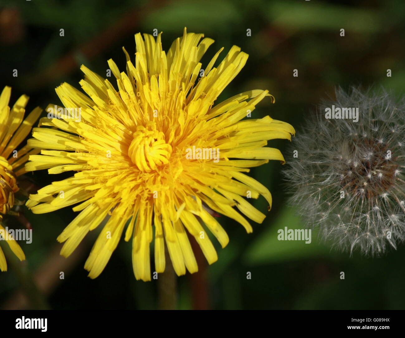 White round flower hi-res stock photography and images - Alamy