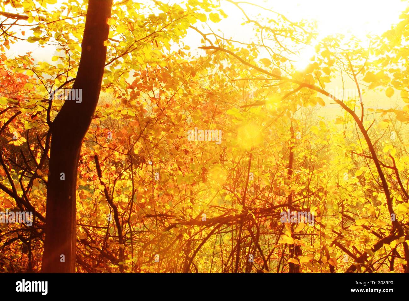 Native scenery hi-res stock photography and images - Alamy