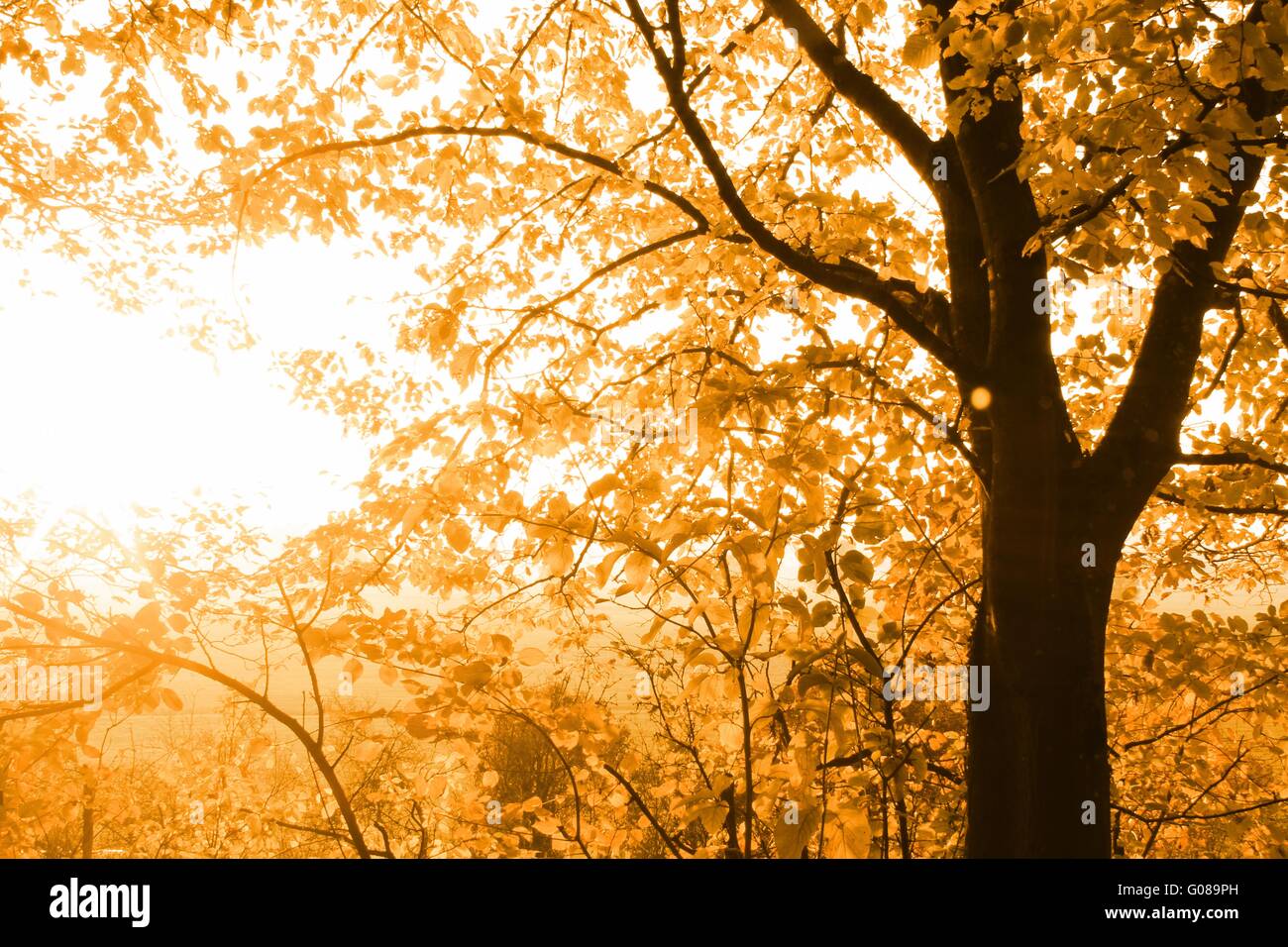 Sonnenflut hi-res stock photography and images - Alamy