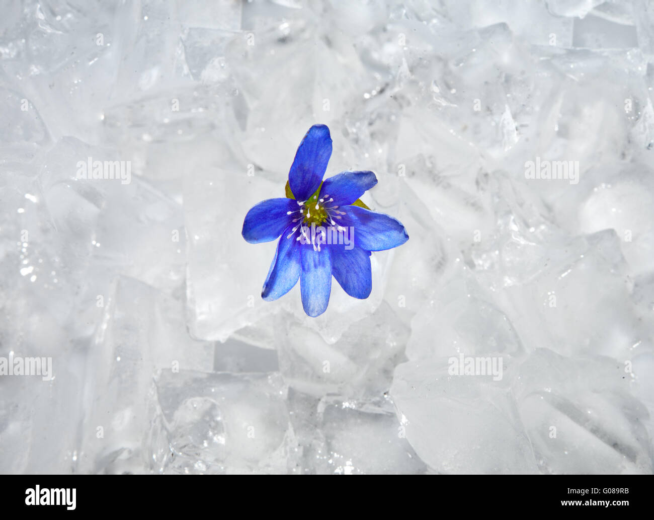 Revival spring flower bud hi-res stock photography and images - Alamy