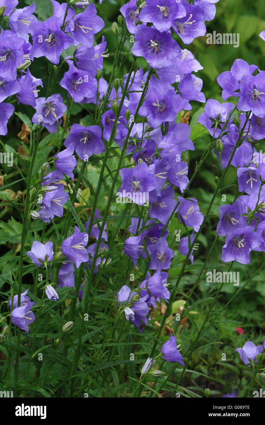 Light blue bellflower hi-res stock photography and images - Alamy