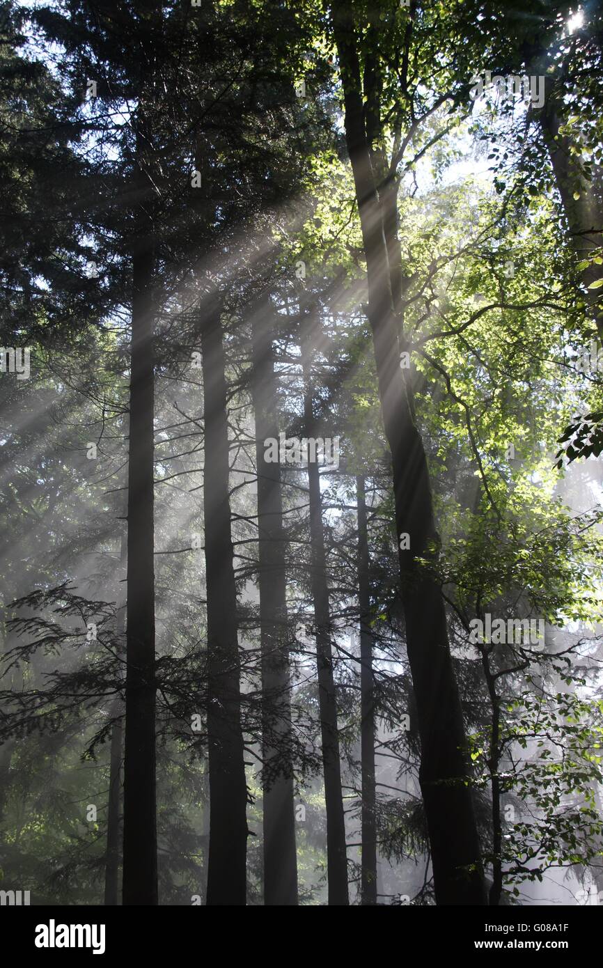 Sunrays in the forest Stock Photo - Alamy