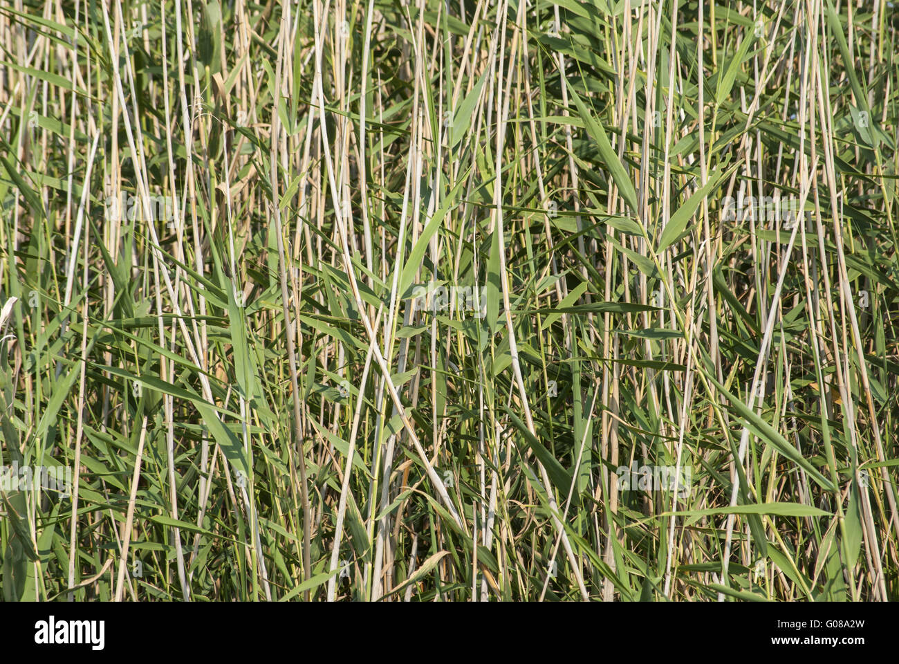 Green marsh hi-res stock photography and images - Alamy