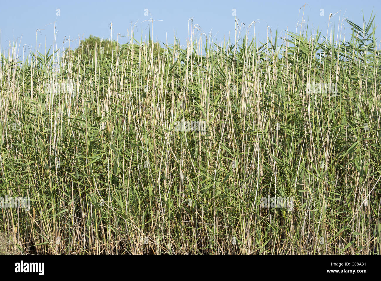 Marsh vegetation hi-res stock photography and images - Alamy