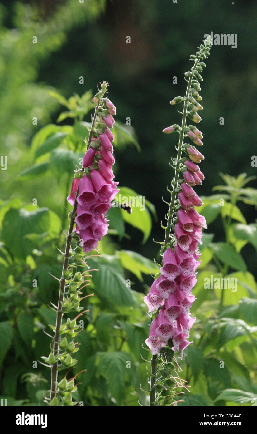 foxglove, with insekt approach Stock Photo - Alamy