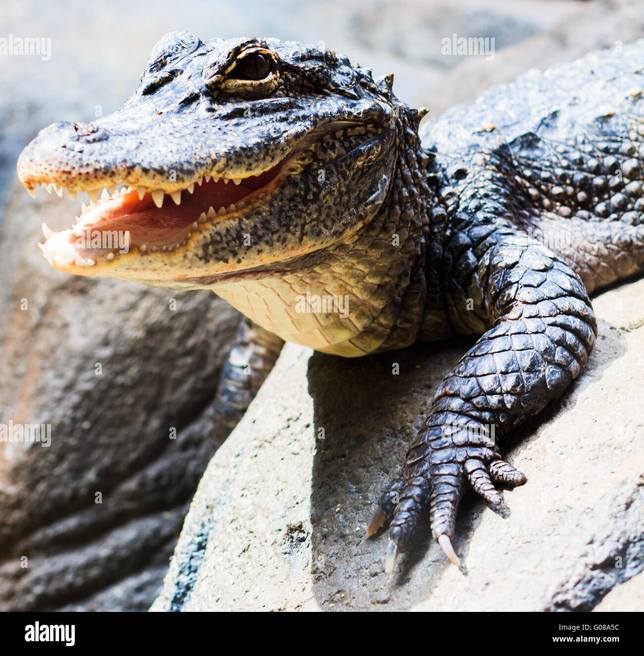 Yangtze river wildlife hi-res stock photography and images - Alamy