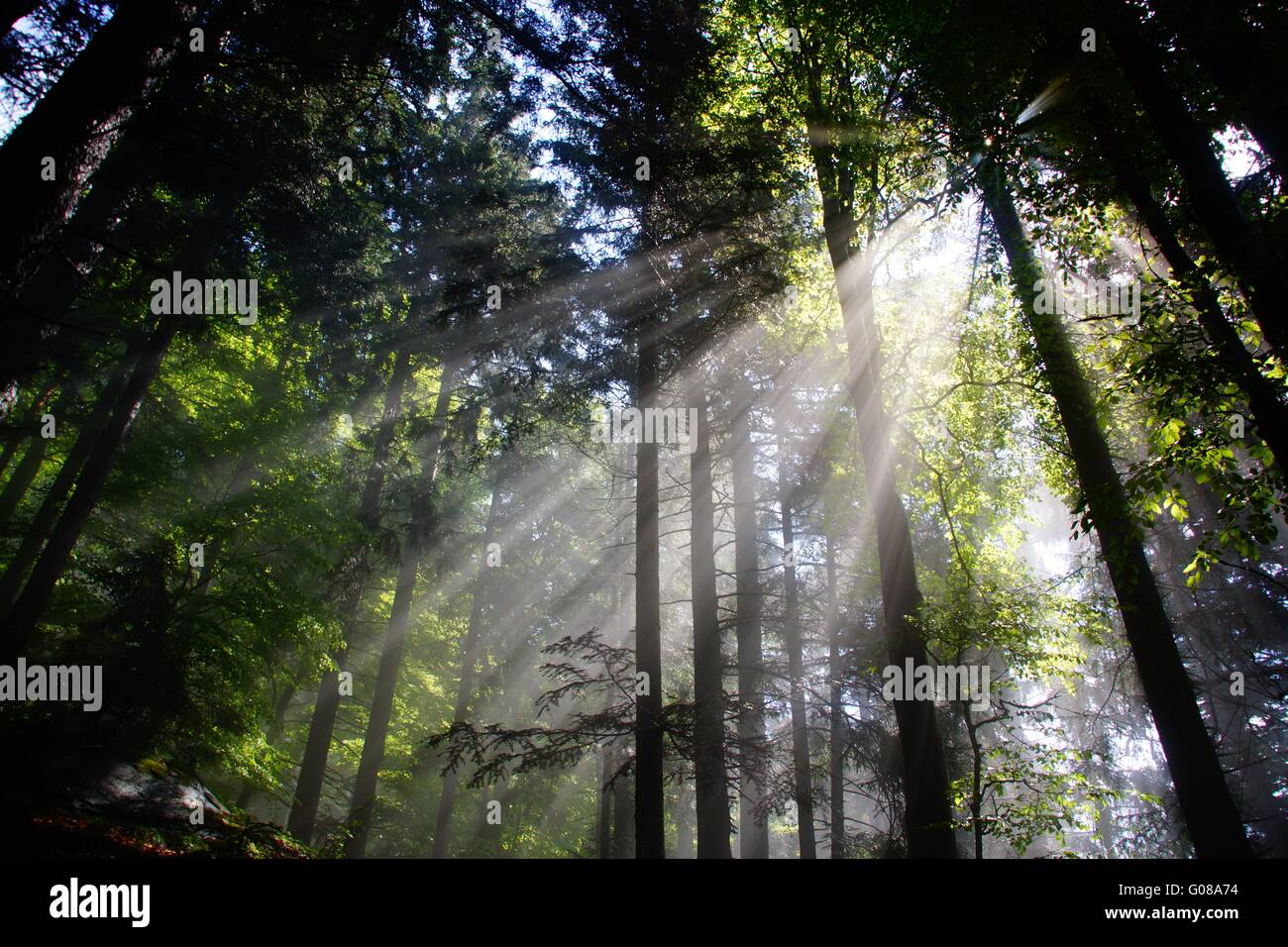 Sunrays in the forest Stock Photo - Alamy