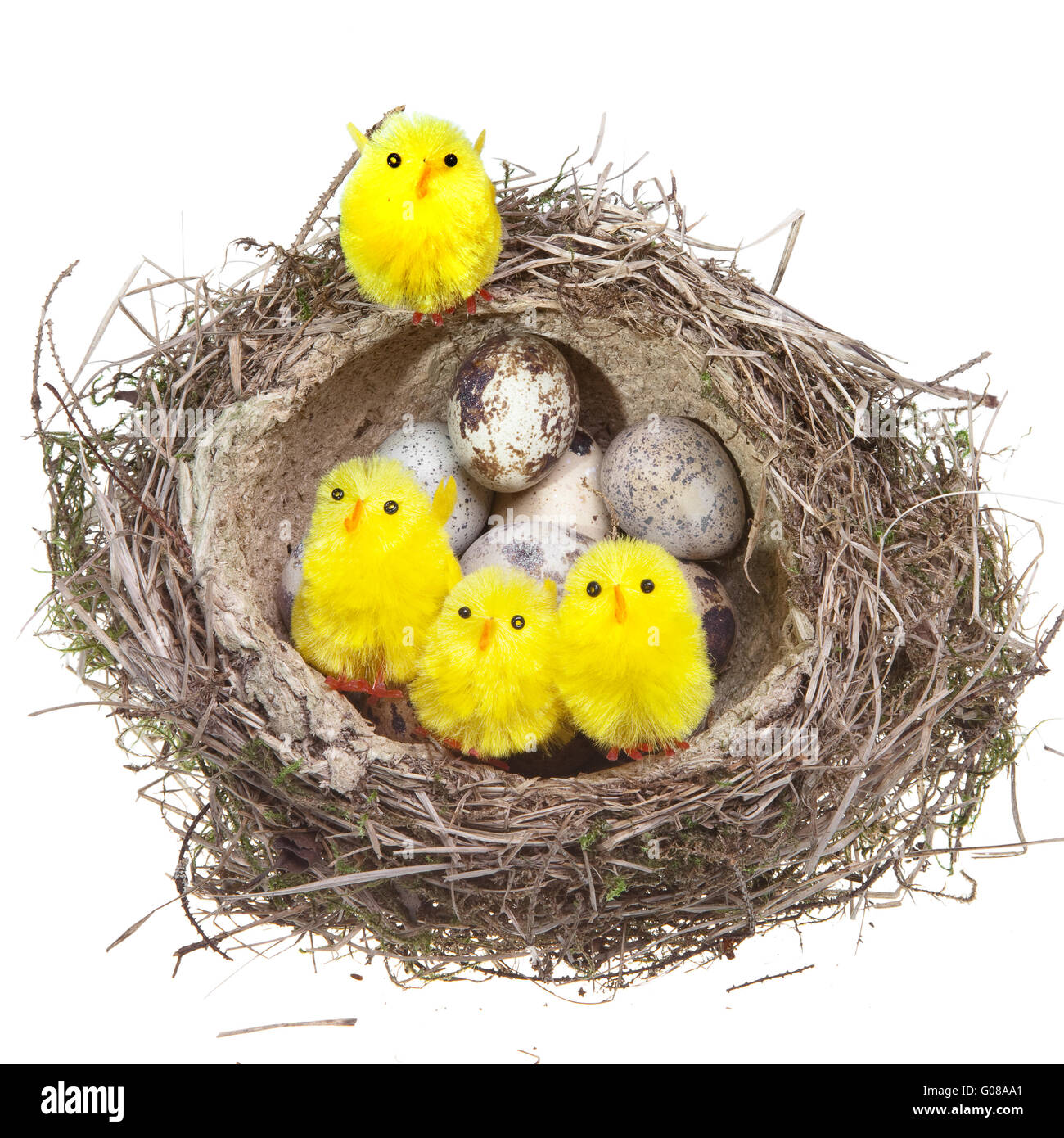 Nest with eggs and chickens on white background Stock Photo - Alamy
