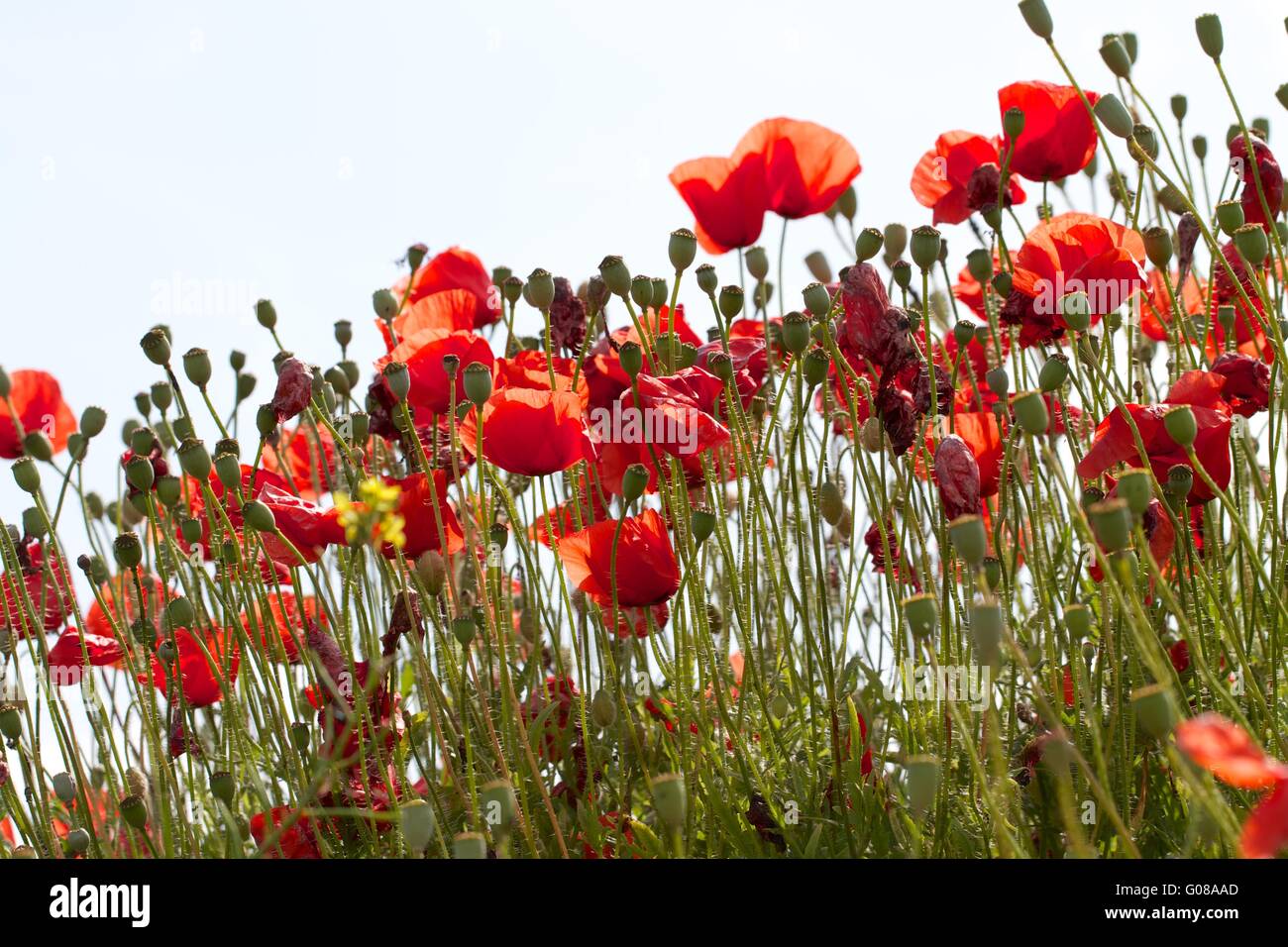Palaver poppy hi-res stock photography and images - Alamy