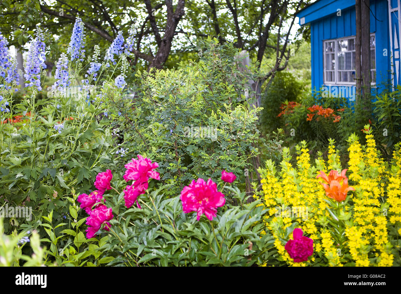 flowers on garden-plot, focus in central part Stock Photo - Alamy