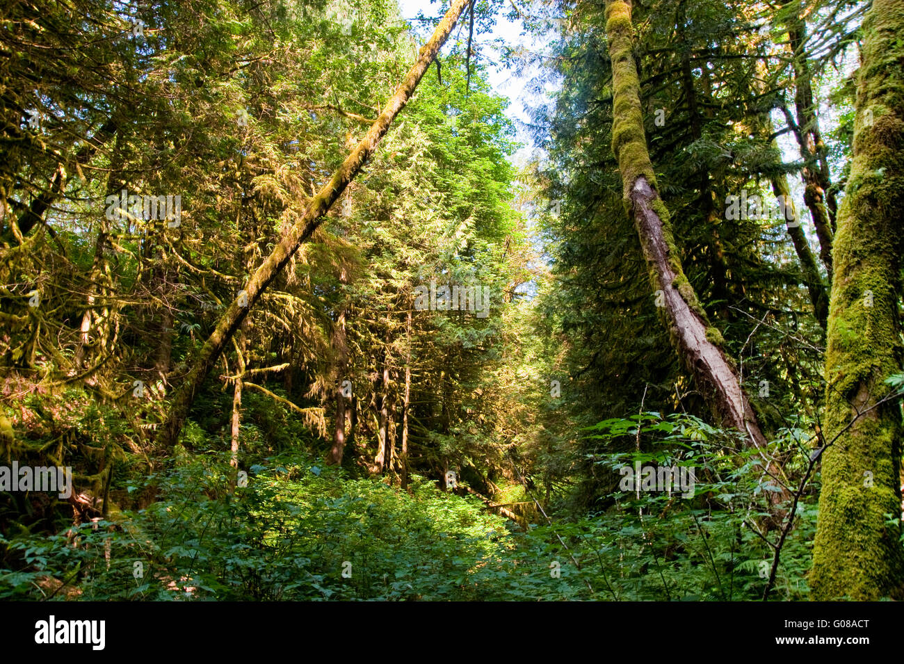 Trees in a wooded forest Stock Photo - Alamy