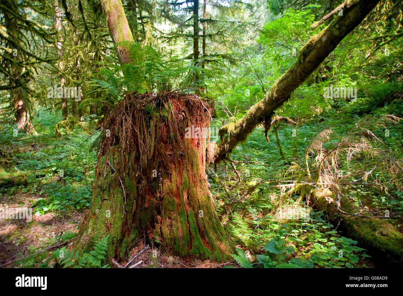 Trees in a wooded forest Stock Photo - Alamy