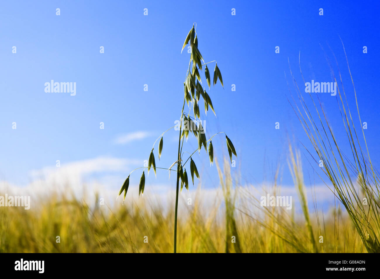 Oat ear in Field on background of dark blue sky Stock Photo - Alamy