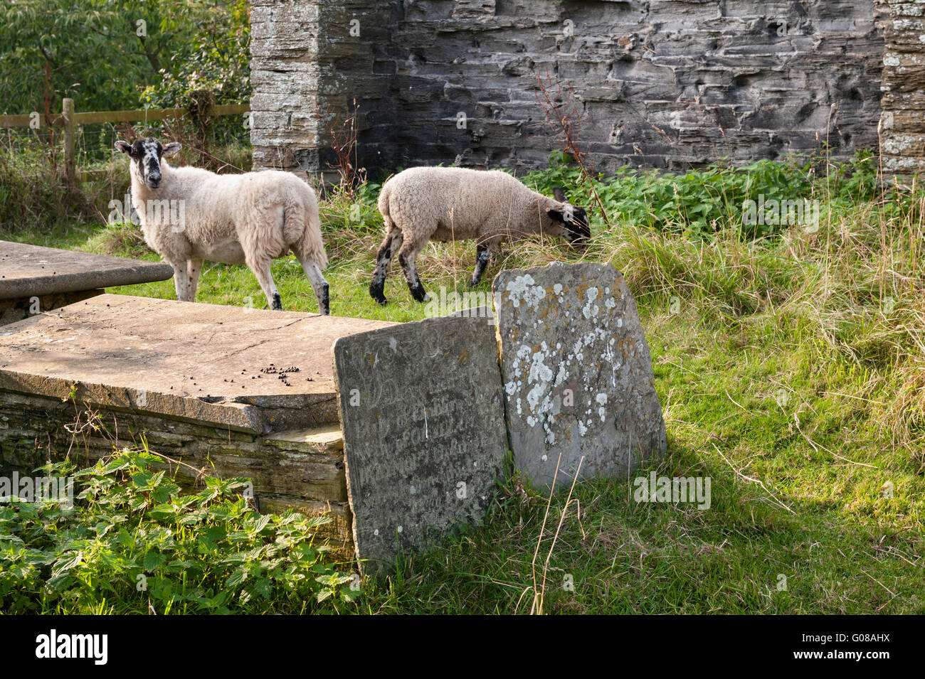 St Andrew's Church, South Huish, Devon, UK. A ruined 13c church in the ...