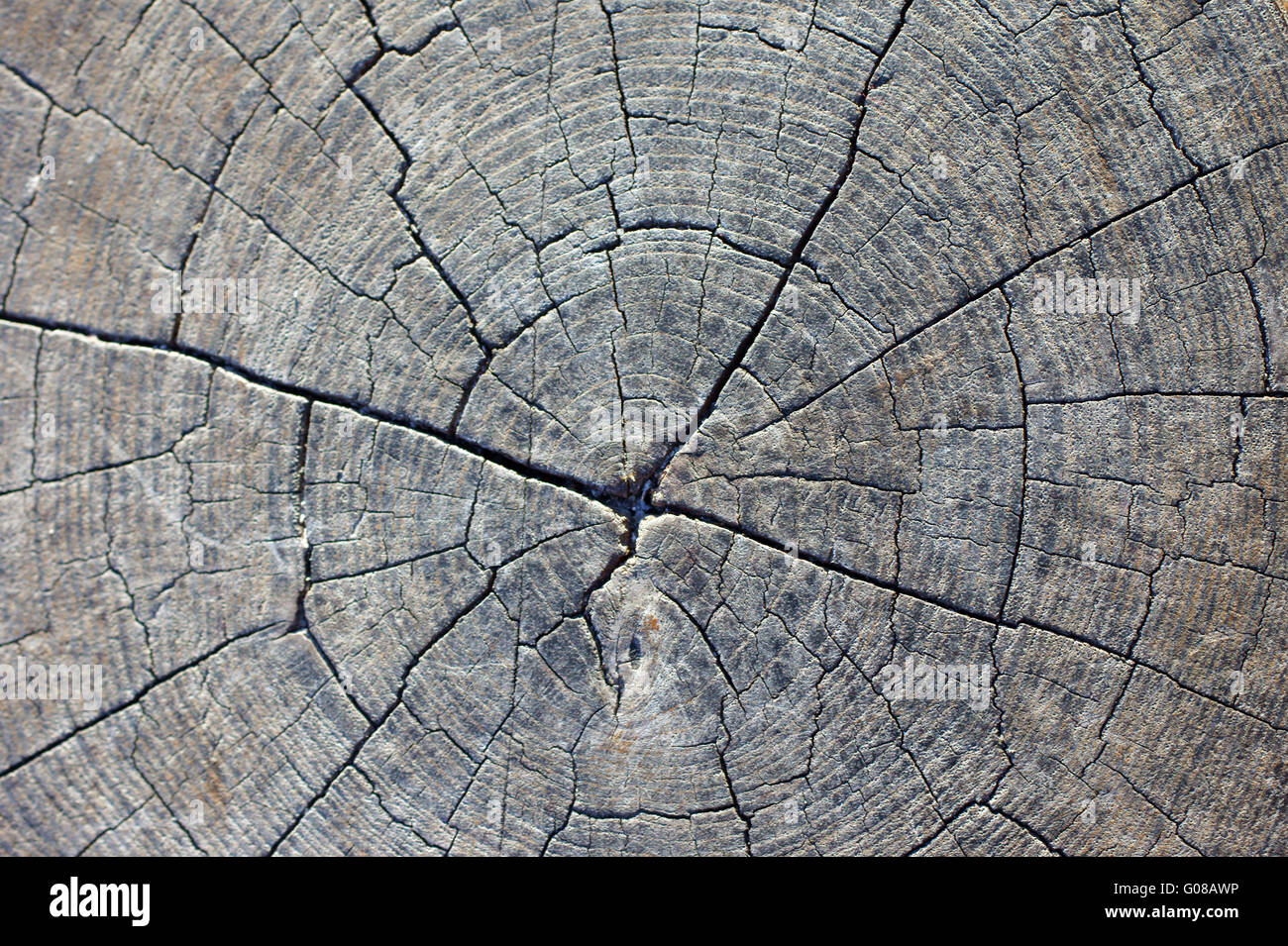 Tree cross section hi-res stock photography and images - Alamy