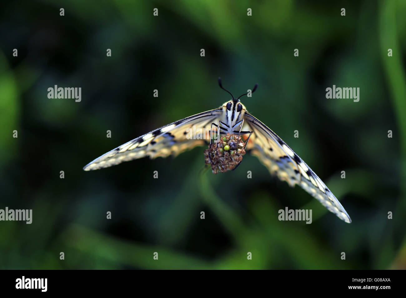 Common Yellow Swallowtail High Resolution Stock Photography and Images - Alamy