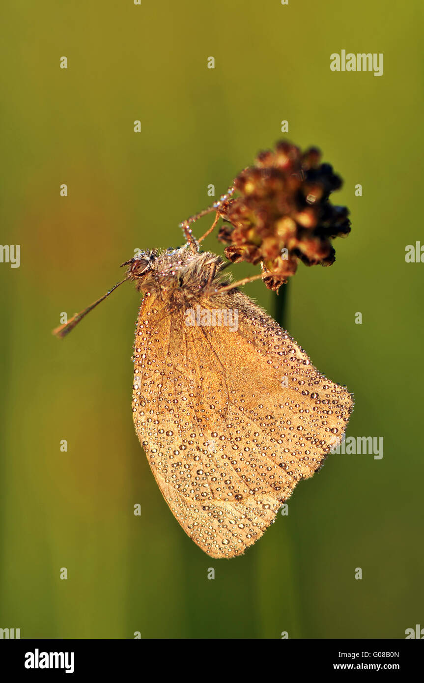 Footed structure hi-res stock photography and images - Alamy