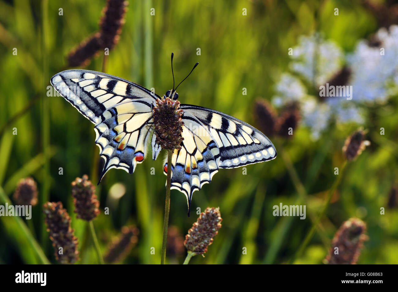Common Yellow Swallowtail open Stock Photo - Alamy