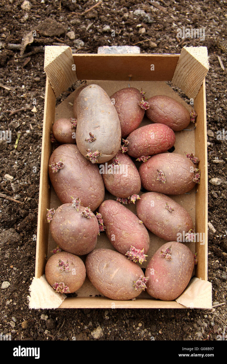 Basic seed potatoes hi-res stock photography and images - Alamy